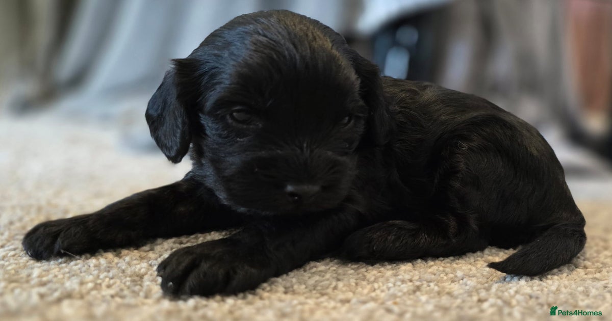 F2 cockapoo puppies for sale in Middlesbrough | Pets4Homes