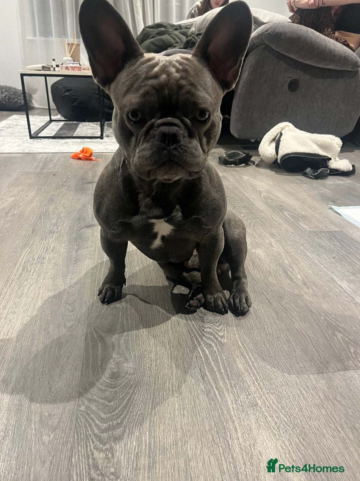 Purebred Frenchie (Reggie) for stud in Hertford | Pets4Homes