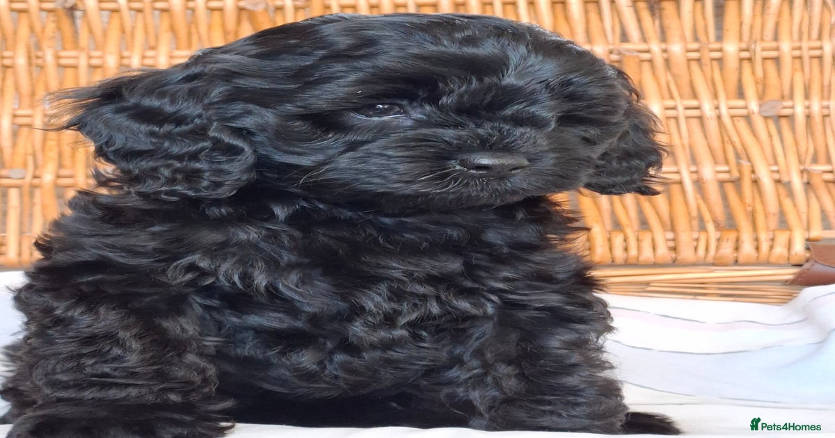 Beautiful Black and Black/Tan F1 Cavapoo puppies. for sale in ...