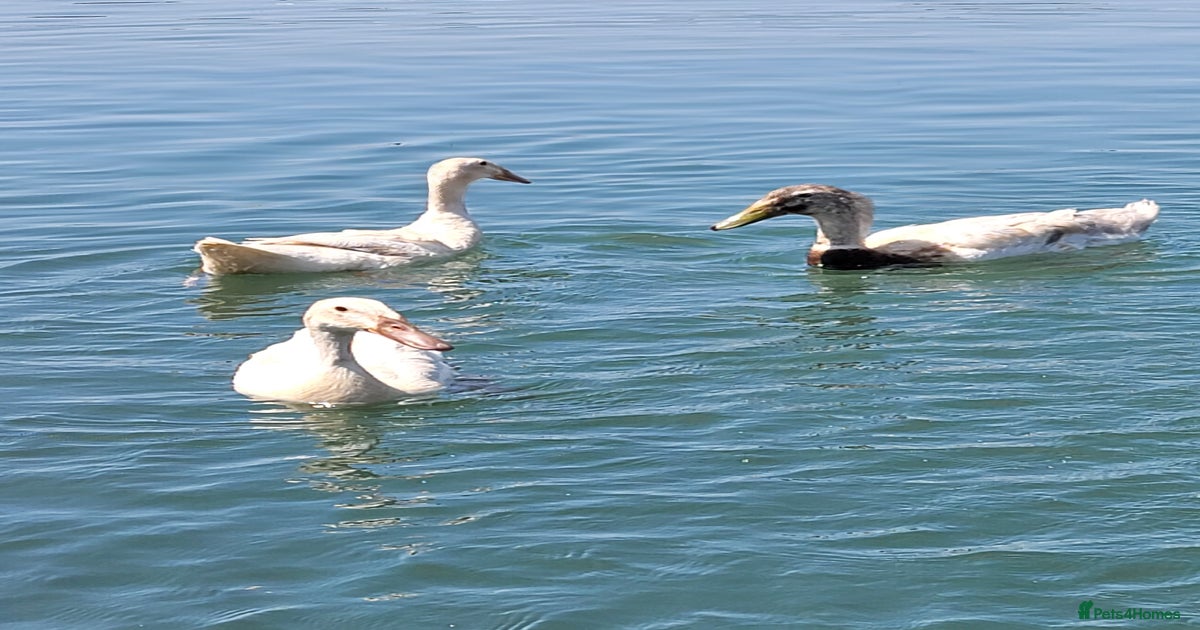 Indian Runner Ducklings Apricot Trout Lincolnshire for sale in Bourne ...