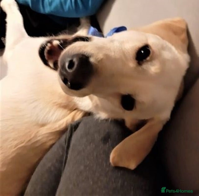 Gorgeous labrador retriever girl for sale in Edinburgh | Pets4Homes