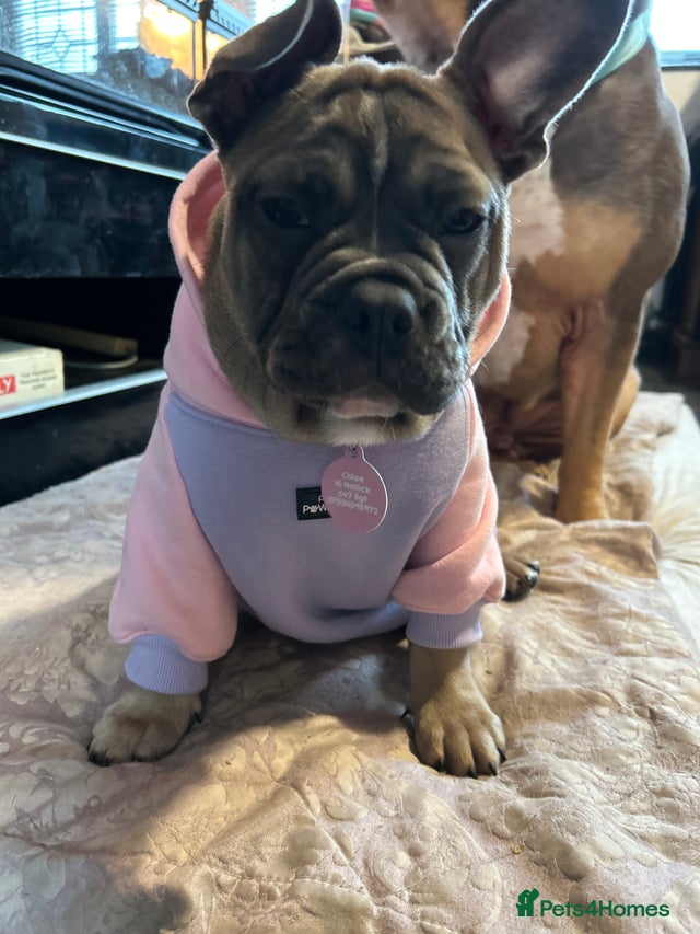 Frenchie cross for sale in Coventry | Pets4Homes