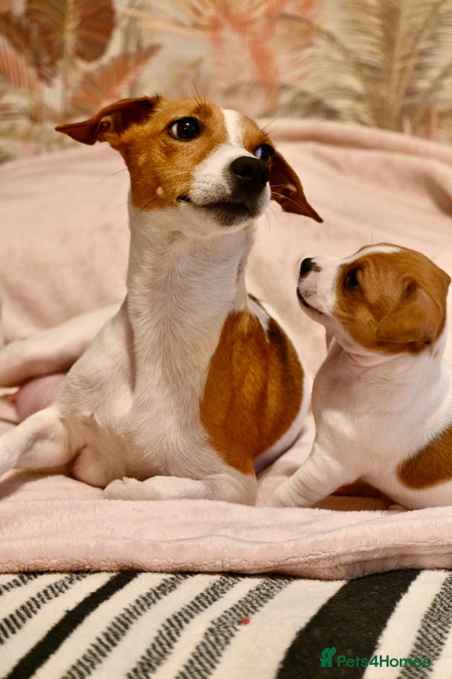 Purebred Jack Russel puppies girls for sale in London | Pets4Homes