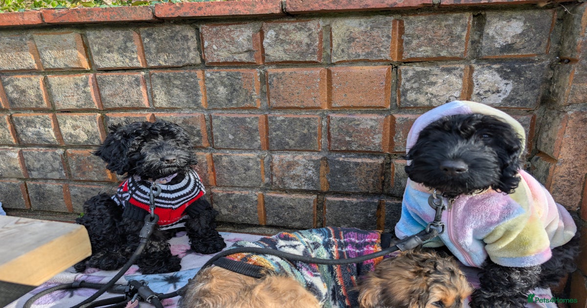 💞 Black Female Cockapoo pups with basic training for sale in Port ...