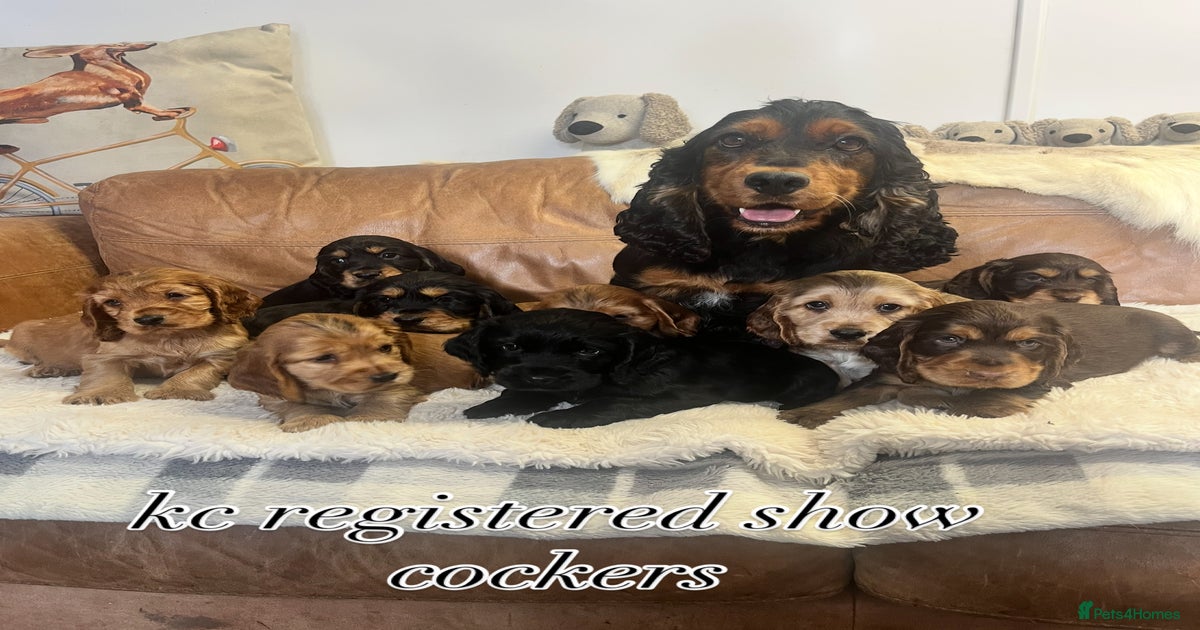 Charming and Beautiful kc registered show cockers for sale in Ellesmere Port | Pets4Homes