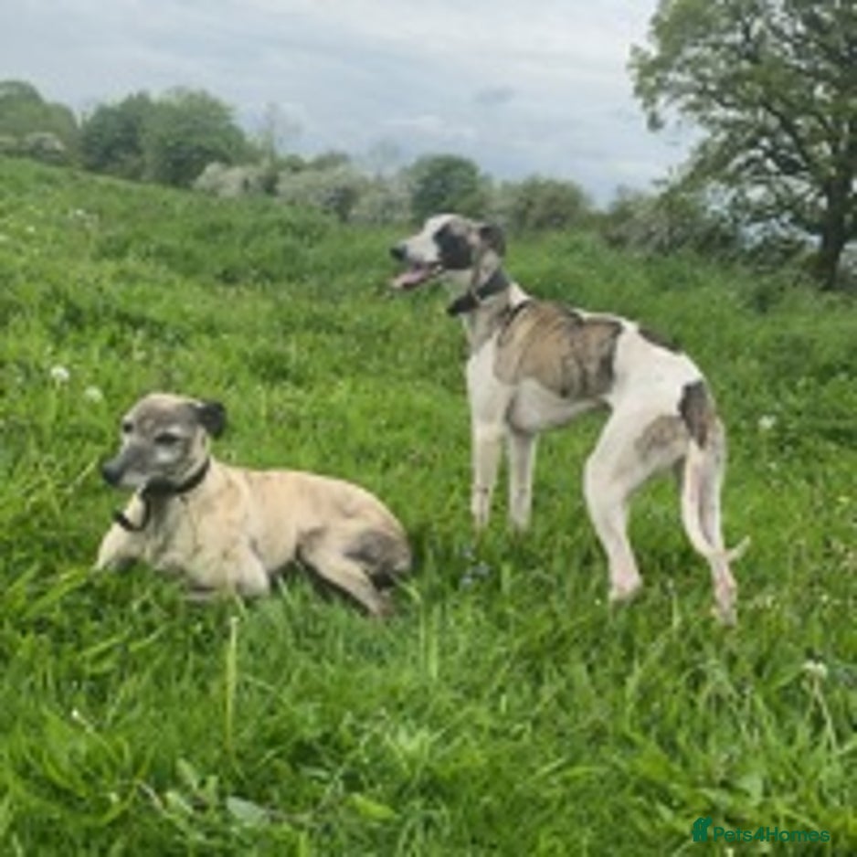 Blue Whippet puppies for sale | Pets4Homes
