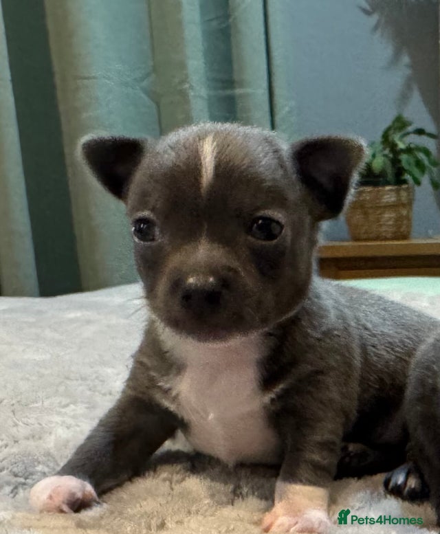3 chihuahua puppies for sale in Millom | Pets4Homes