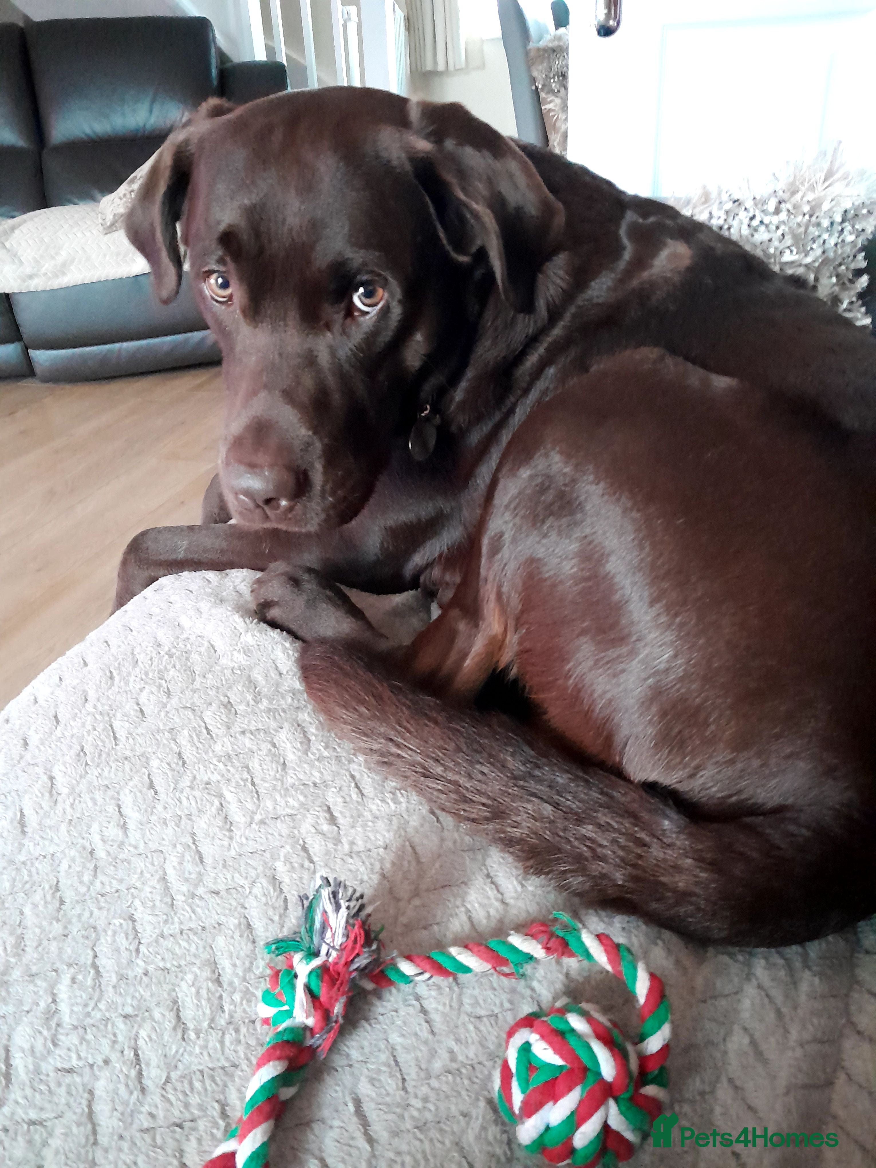 Chocolate Labrador for stud in Loughborough | Pets4Homes