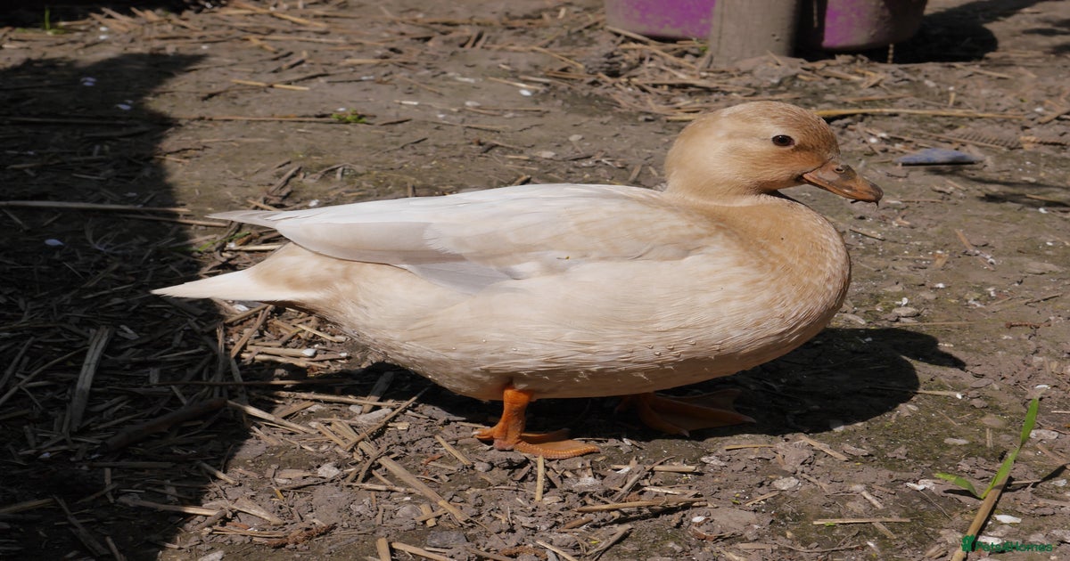Apricot call duck pair for sale in Malpas | Pets4Homes