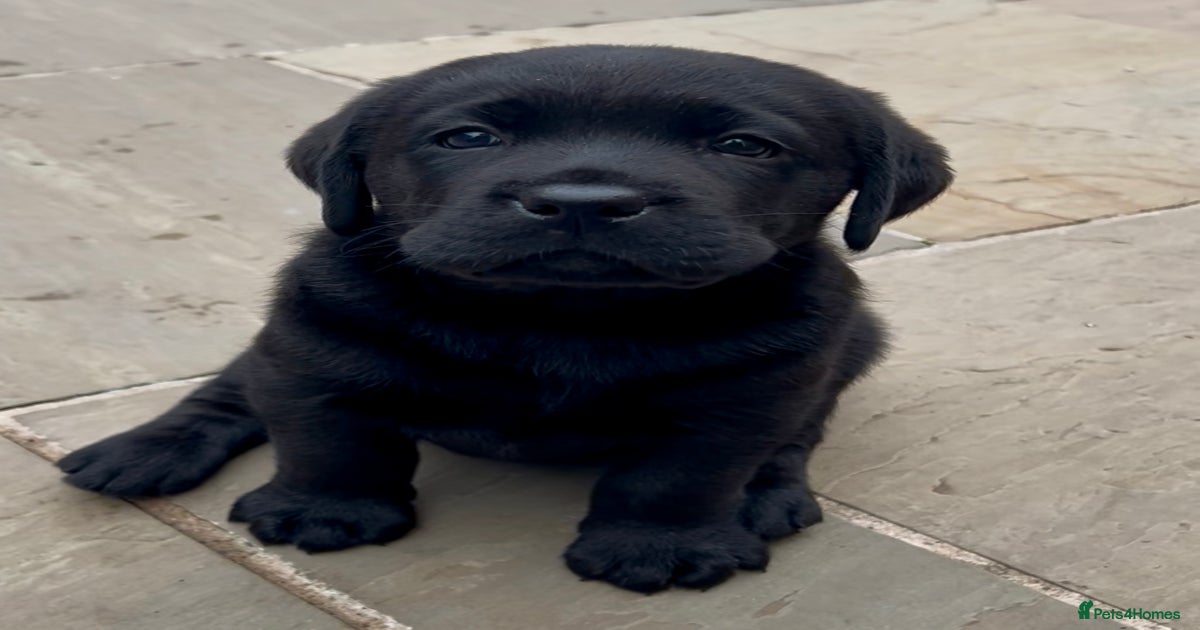 Chunky show type gorgeous labradors for sale in Skipton | Pets4Homes