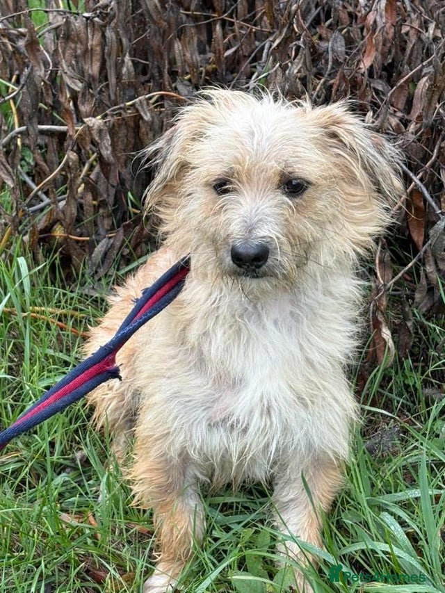 Button - Watton Norfolk for adoption in Thetford | Pets4Homes