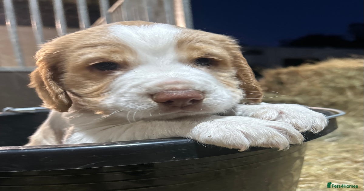 Baby Cocker Spaniels working type for sale in Newbury | Pets4Homes