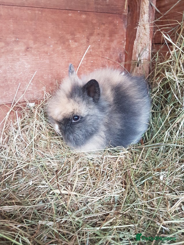 Fluffy Rabbits for sale | Pets4Homes