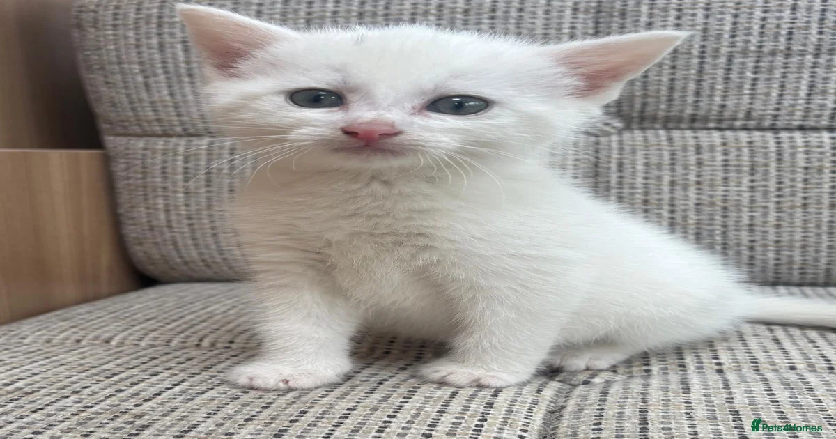 Kittens for sale | Pets4Homes