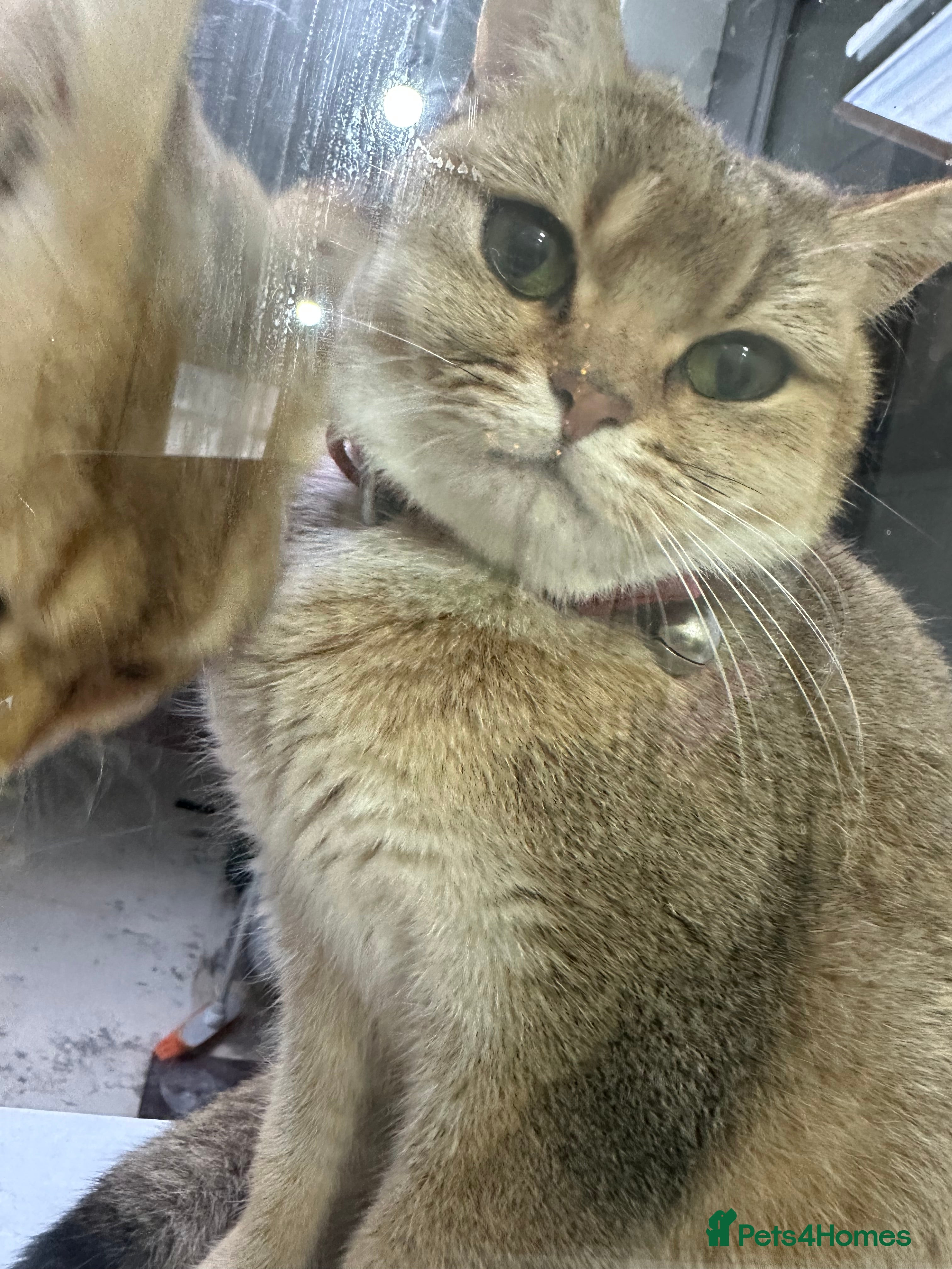 British shorthair female cat - Ready for Breeding for sale in | Pets4Homes
