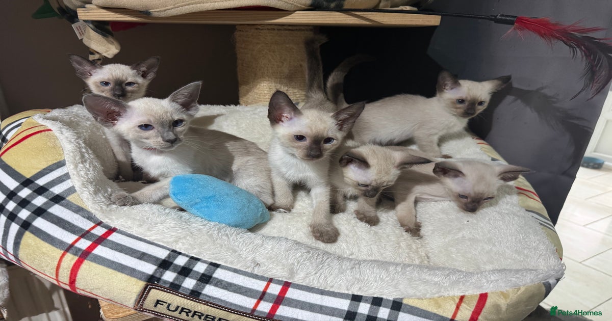 7 affectionate Siamese kittens available for sale in | Pets4Homes