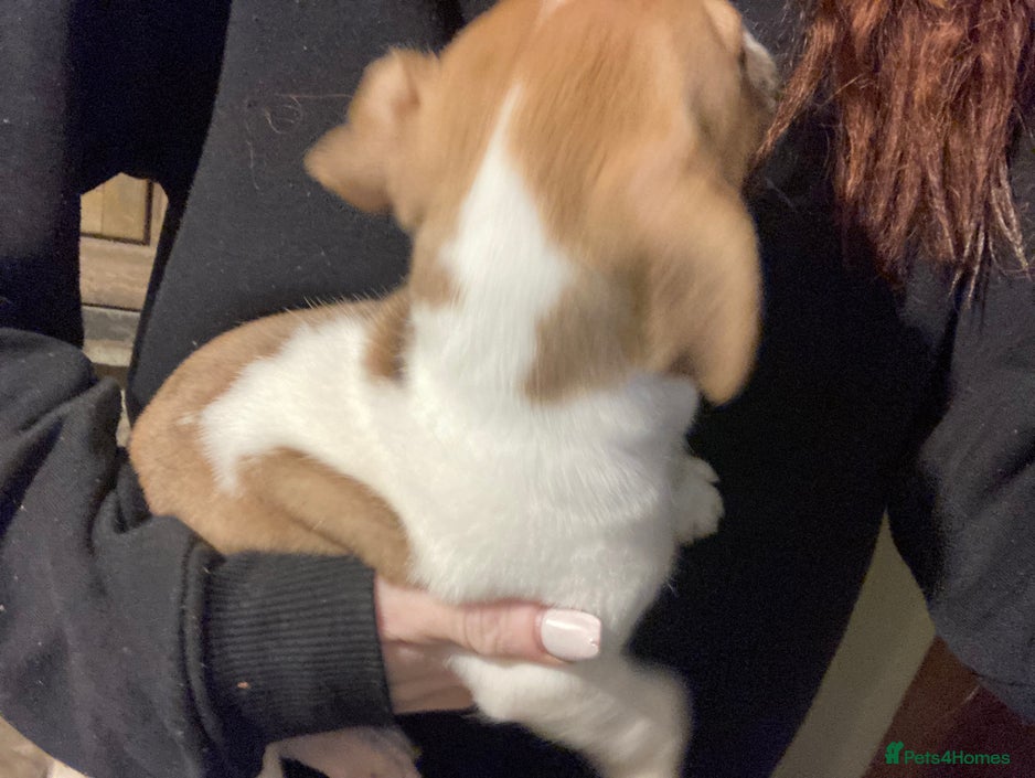 Mini Jack Russell puppies for sale | Pets4Homes