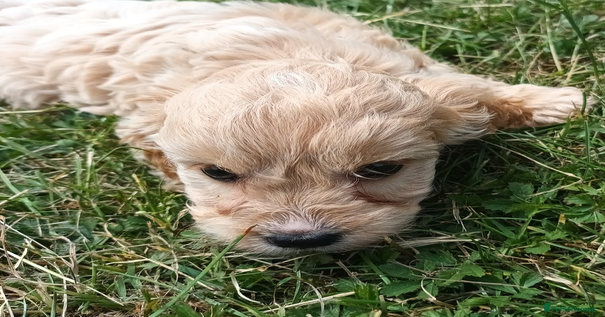 Cockapoo X Cavapoo; Cockalier-a-poo puppies for sale in Chichester ...