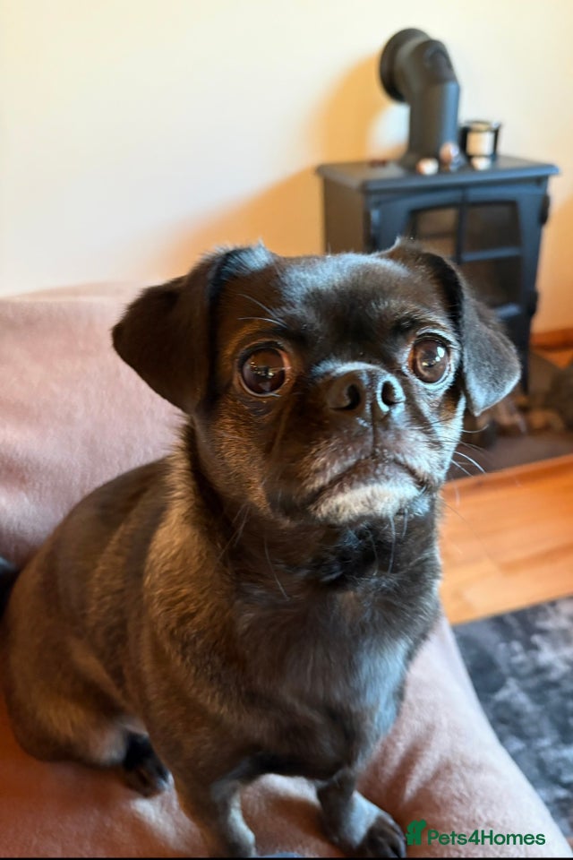 Quiet dedicated home needed. for sale in | Pets4Homes