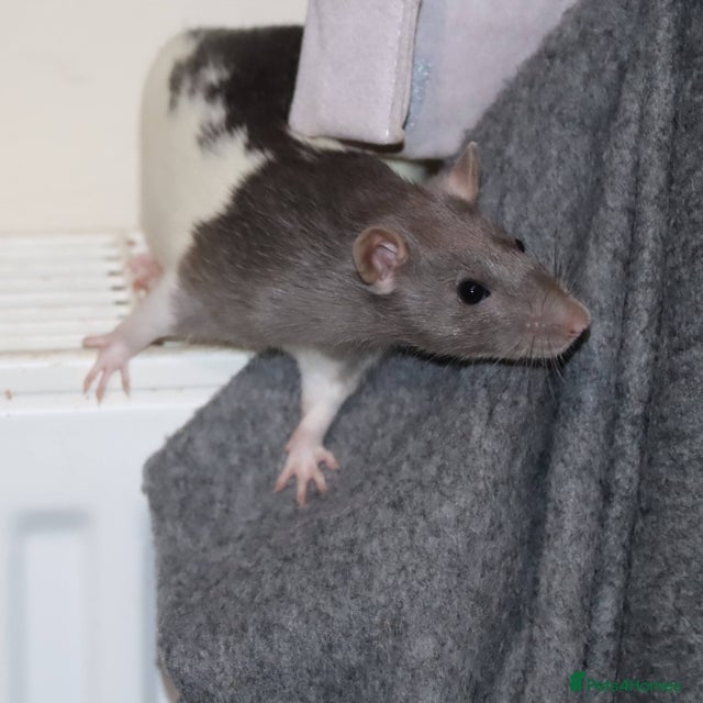 Two cute rats sisters for sale in Croydon | Pets4Homes