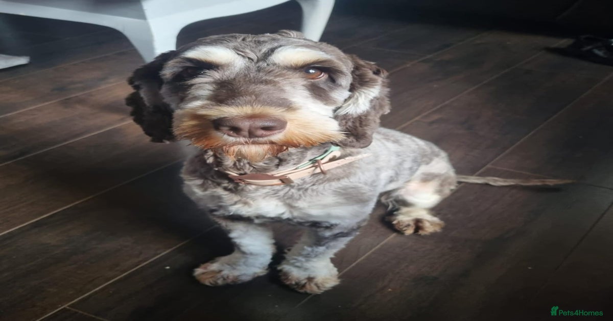 14 month old Chocolate Phantom Cockapoo for sale in Rochdale | Pets4Homes