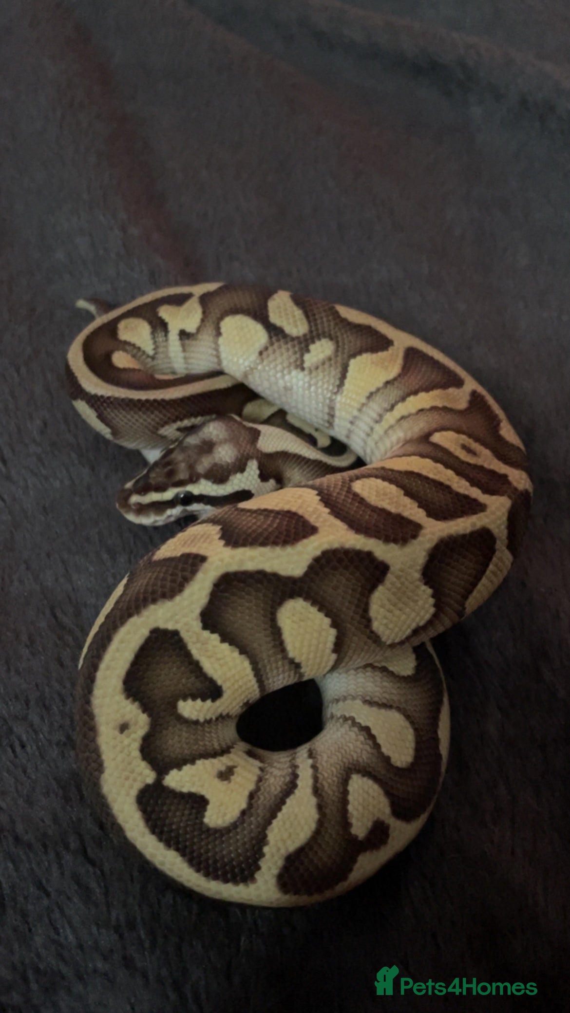 Enchi Leopard Butter Royal Python (with viv) for sale in Airdrie ...
