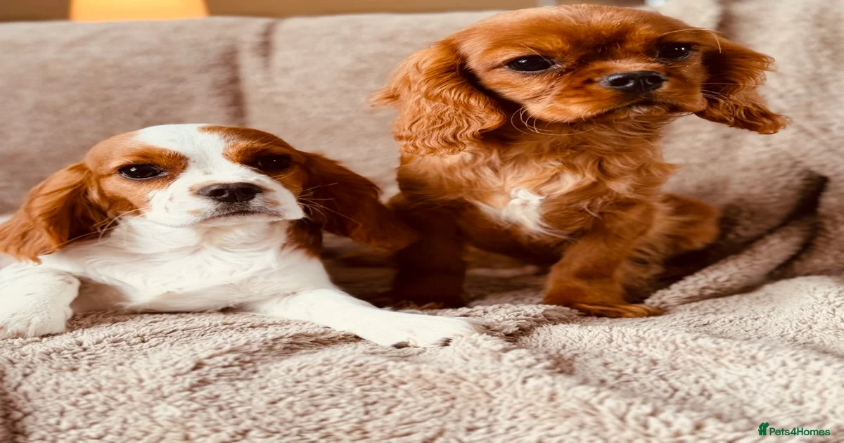 Cavalier King Charles Spaniel Puppies for sale in Scotland | Pets4Homes