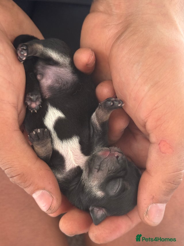 Tiny Black & Tan Chihuahua Boy – Ready 14th Oct for sale in Lancing ...