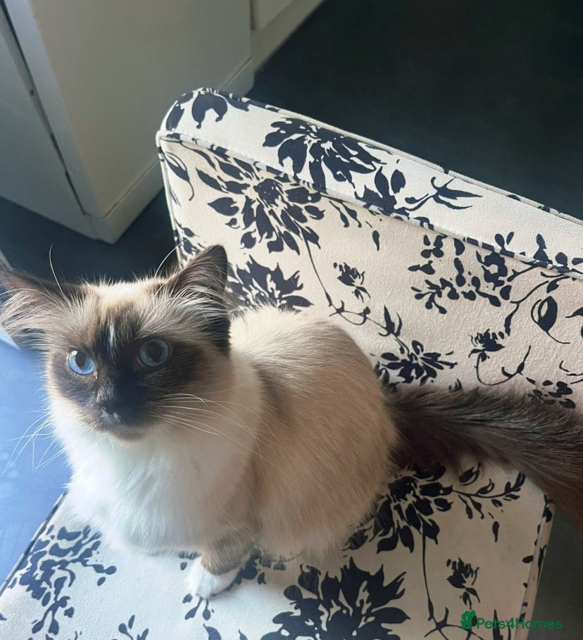 Stunning Ragdoll Cat seeking Forever Home for sale in London | Pets4Homes