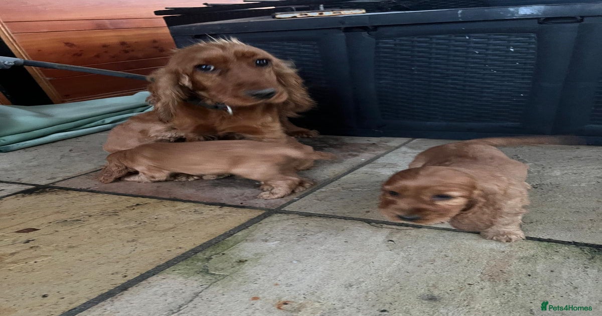 Cocker spaniel for sale in Glasgow | Pets4Homes