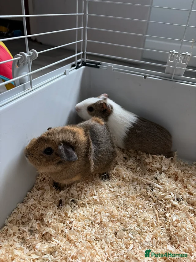 2 guinea pigs for sale in Wellingborough | Pets4Homes