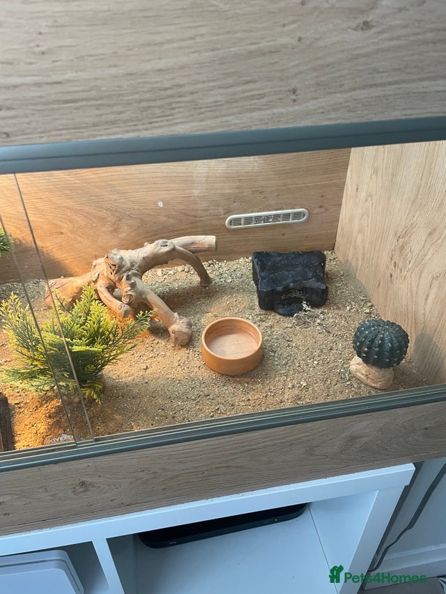 Female leopard gecko for sale in Liverpool | Pets4Homes