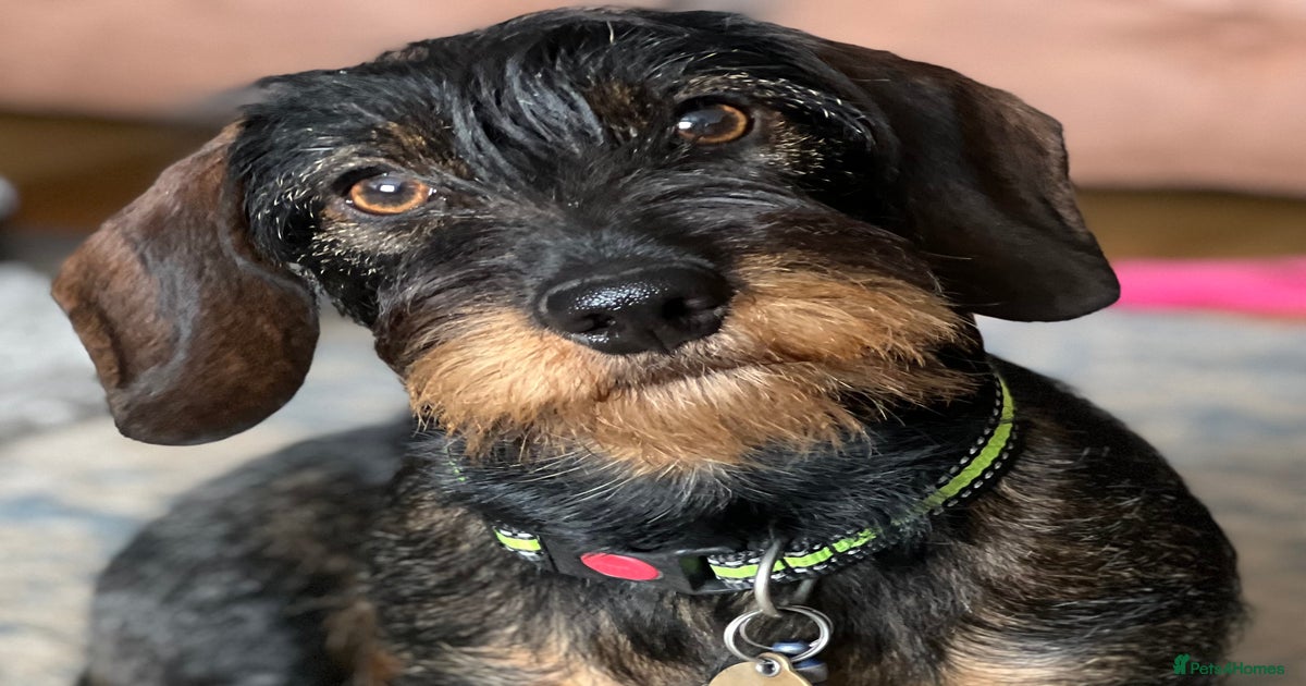 Wire haired Dachshund Teckel Puppies for sale in Spennymoor | Pets4Homes