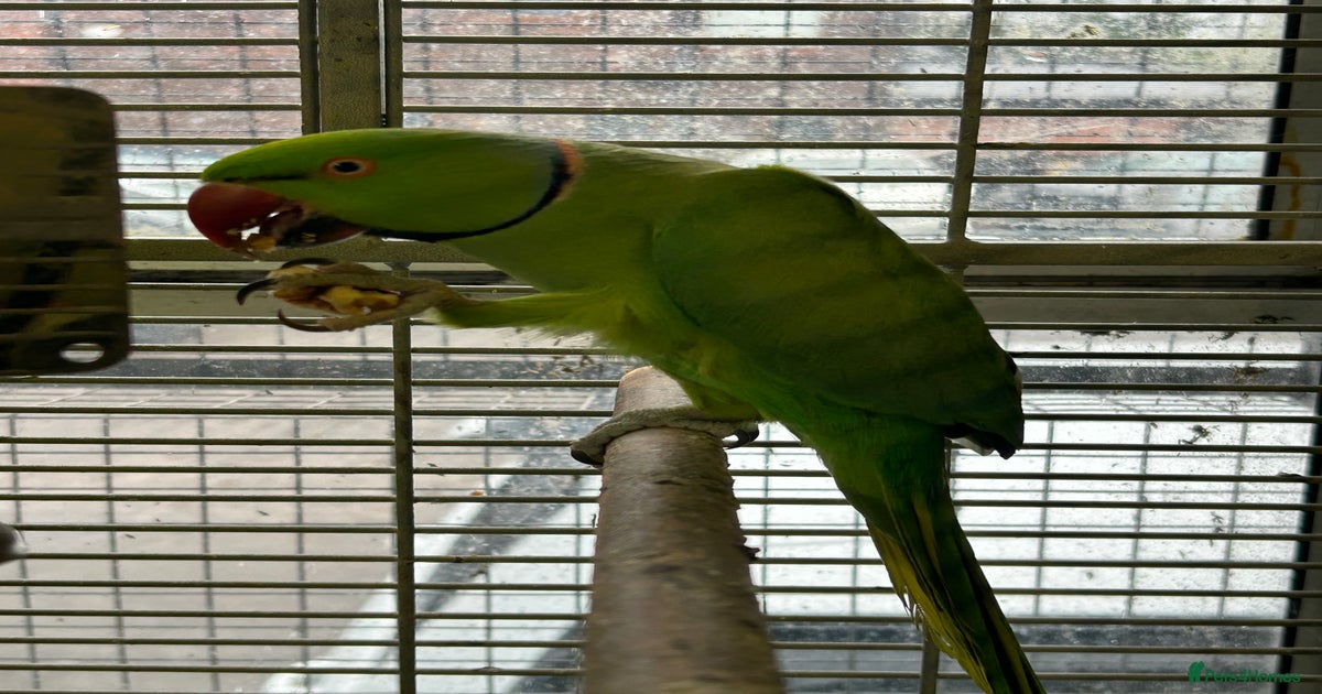 Indian ring neck parakeet for sale in Manchester | Pets4Homes