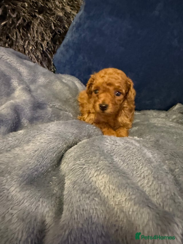 Red toy poodle boy available for sale in Lanark | Pets4Homes