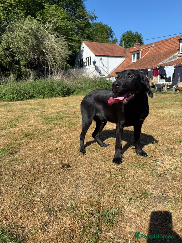 410 Gundogs Labrador litter for sale in Scunthorpe | Pets4Homes