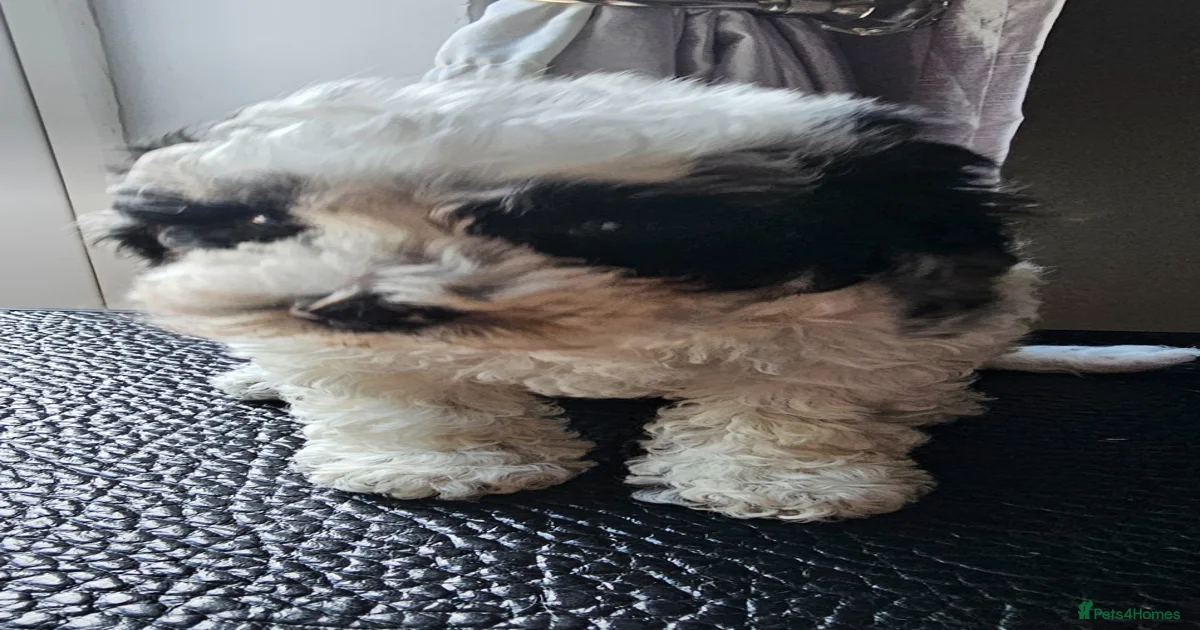 Merle chocolate Cockapoo Puppies for sale | Pets4Homes