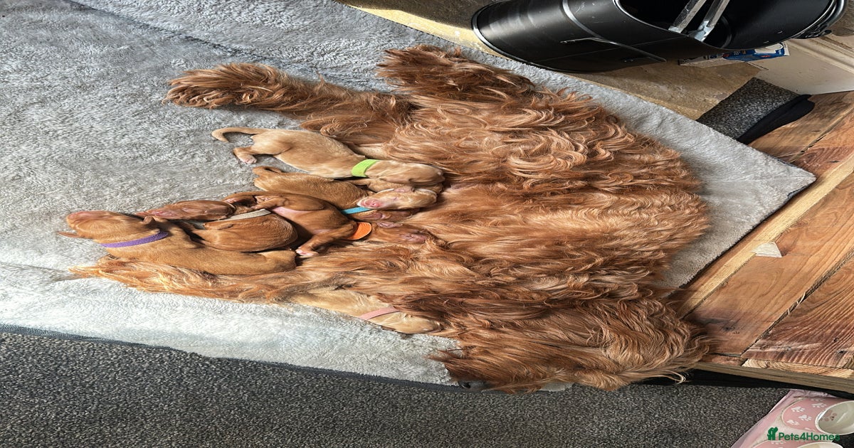 7 beautiful f1b cockapoos for sale in North Ferriby | Pets4Homes