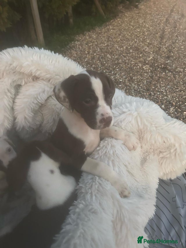 5 beautiful English bull springer puppies for sale in Tonbridge ...