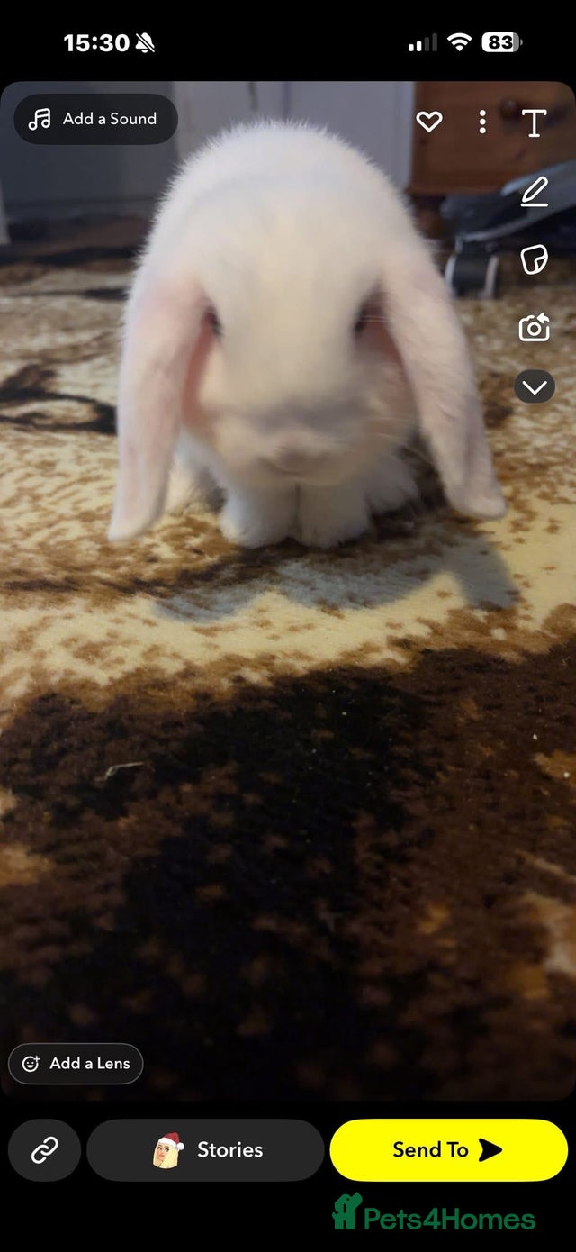Two mini lops male and female for sale in Gosport | Pets4Homes