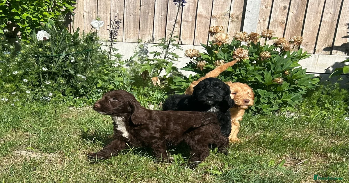 Cockapoo Puppies for sale | Pets4Homes