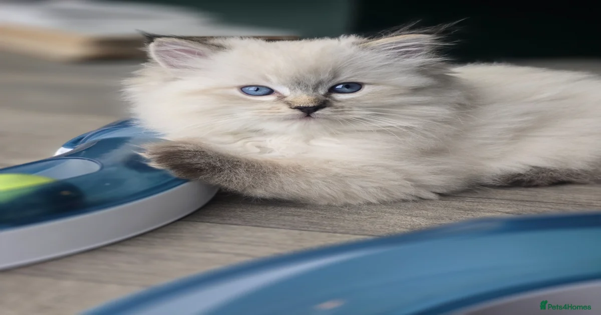 Ragdoll Kittens for sale | Pets4Homes