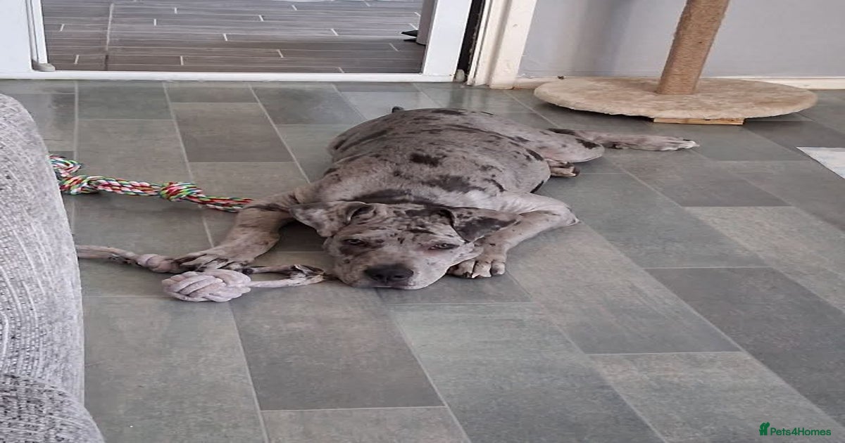 Staffy x cane corso blue merle for sale in Stoke-on-Trent | Pets4Homes