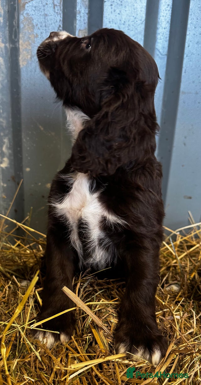 Health Tested Clear KC Registered Working Cockers for sale in Bishop ...