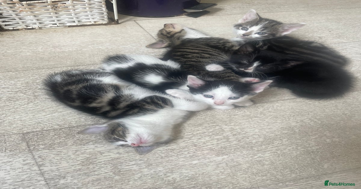 3 beautiful kittens for sale for sale in Dover | Pets4Homes
