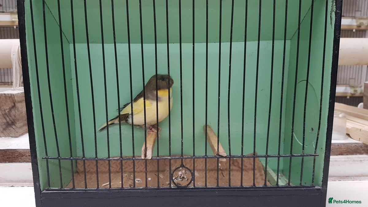 Gloster Canaries birds for sale | Pets4Homes