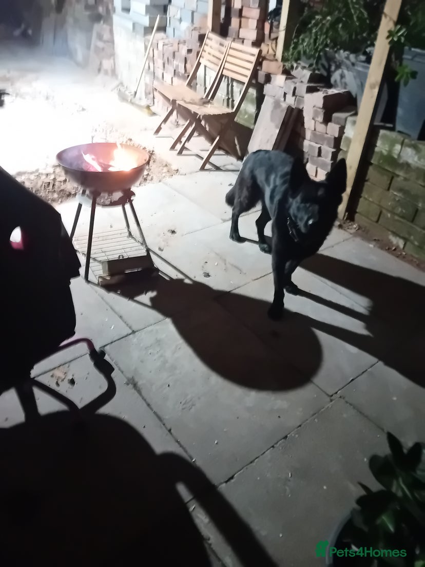 black german shepherd female for sale in Stourbridge | Pets4Homes