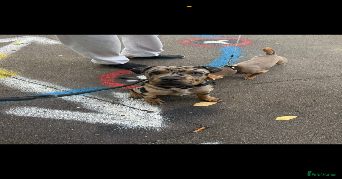 Merle cane corso puppy for sale in Birmingham | Pets4Homes