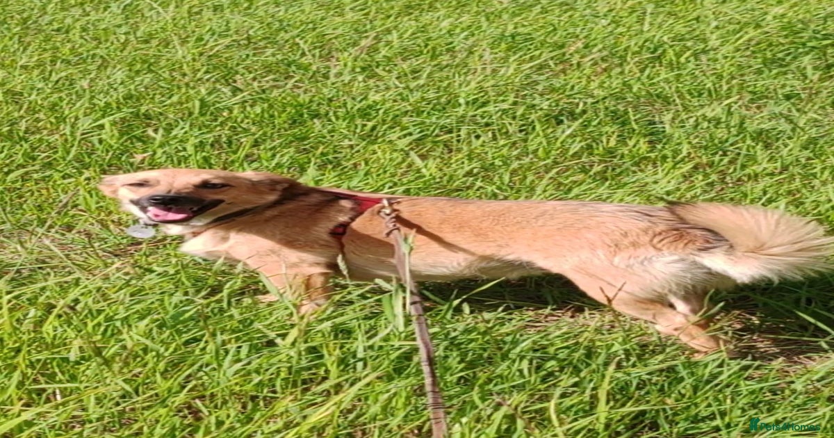 RHONDA – Border Collie (Female) for adoption in West Malling | Pets4Homes