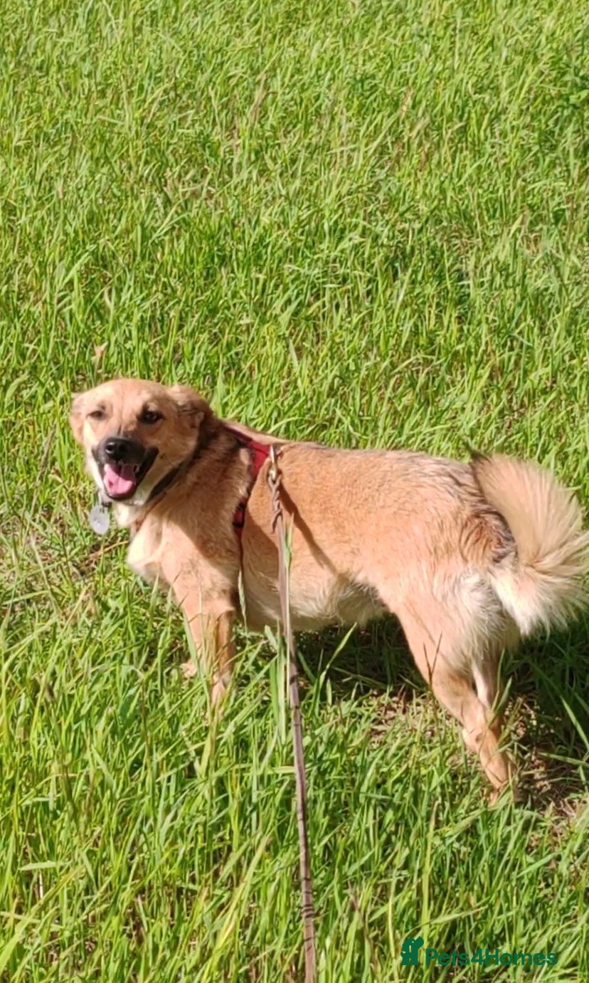 RHONDA – Border Collie (Female) for adoption in West Malling | Pets4Homes